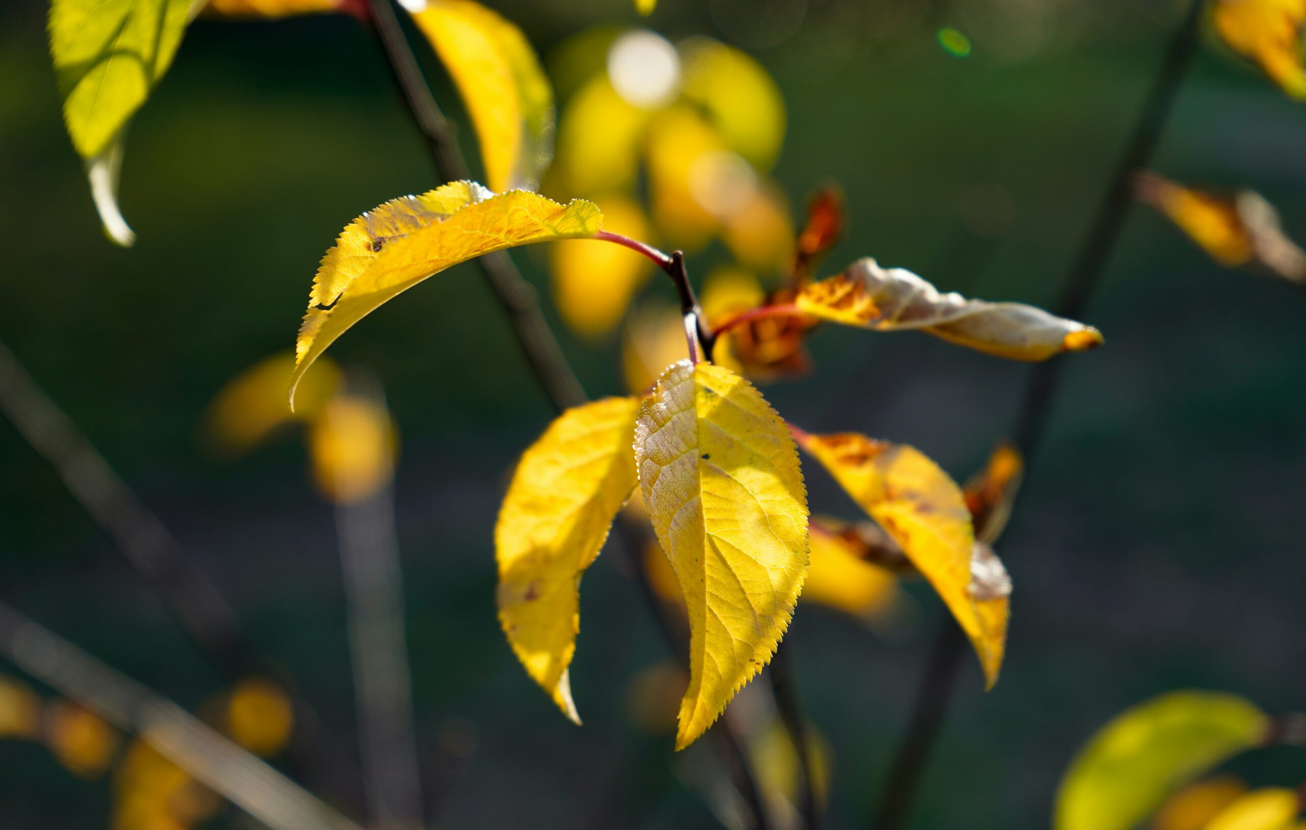 What to Do About Yellow Leaves? 5 Common Signals (Water, Sun, Pests ...