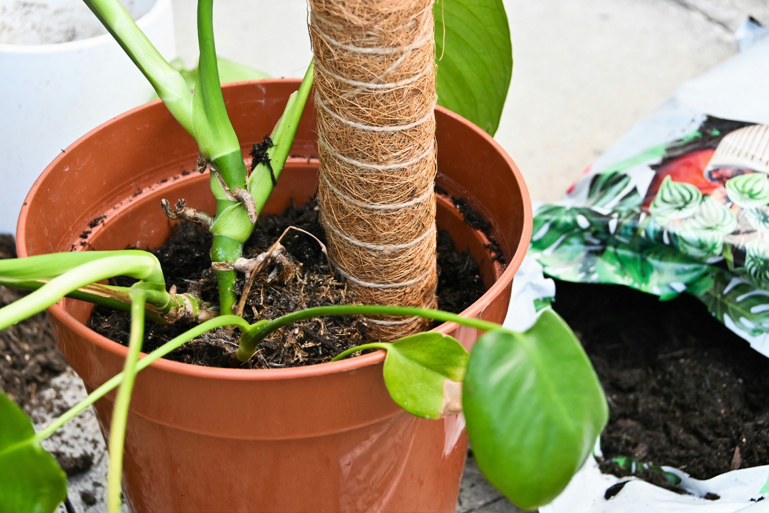 Plant Pests? No Pesticides! 3 Natural Ways to Get Rid of Scale & Spider ...